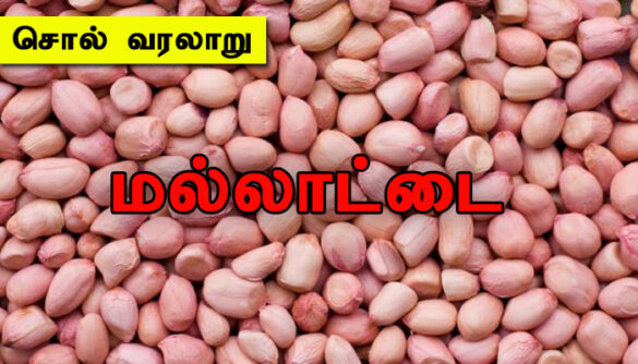 நிலக்கடலை ஏன் மல்லாட்டை என்று அழைக்கப்படுகிறது? – Mei Ezhuththu